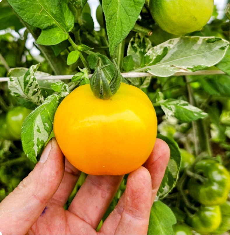 Tomate Dean´s Haley´s Yellow Variegado – Huerto Tante Puppe