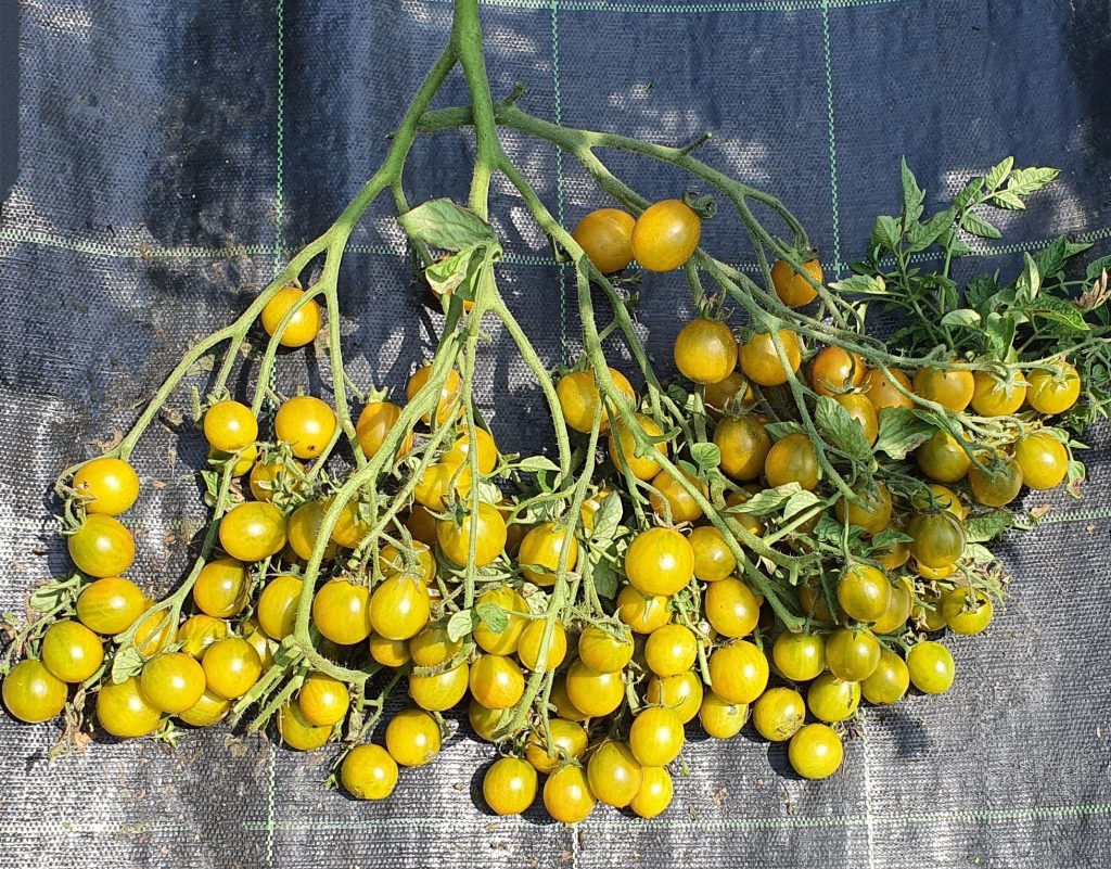 Semillas Orgánicas y Productos para Huerto | Huerto Tante Puppe