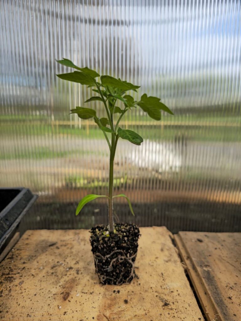 Semillas Orgánicas y Productos para Huerto | Huerto Tante Puppe