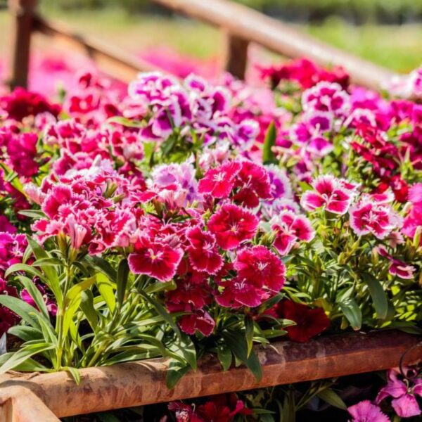 Semillas Orgánicas y Productos para Huerto | Huerto Tante Puppe